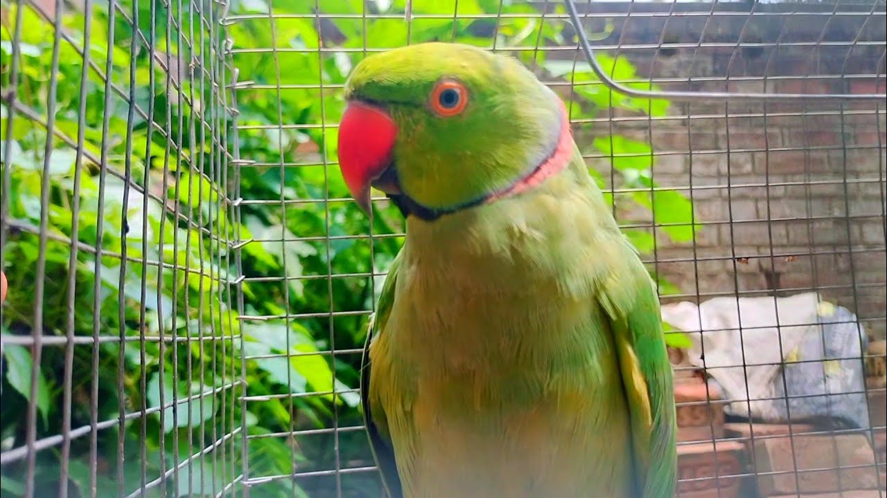 green parrot video|Indian parrot talking|parrot talking shorts video ...