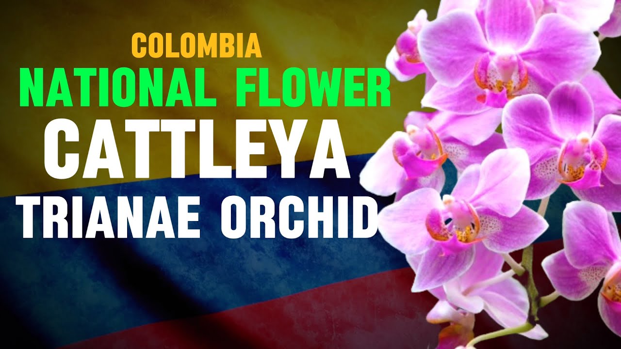 What is the national flower of Colombia? - YouTube