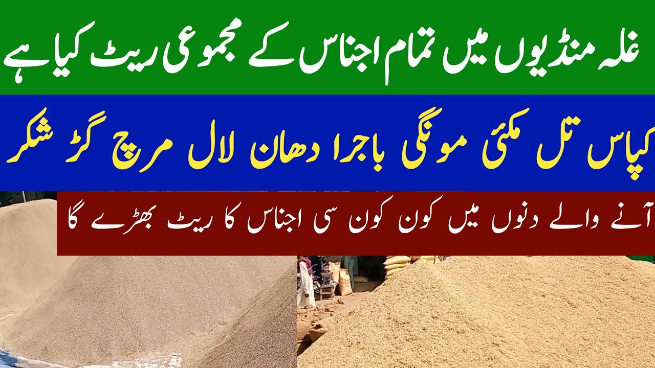 Today wheat munji rate | gandam till kapass makki mungi lal march rate ...