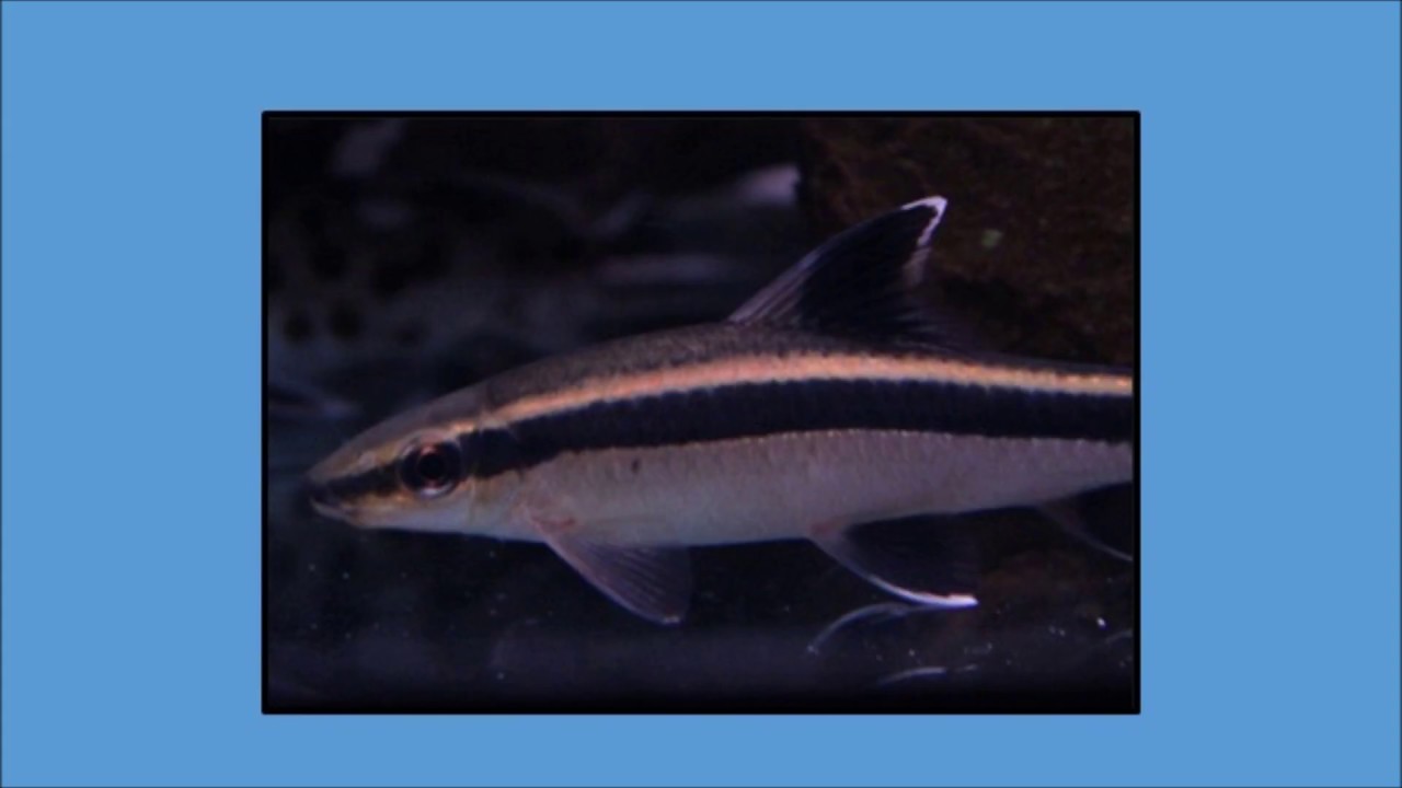 How to care for Flying Fox? - YouTube