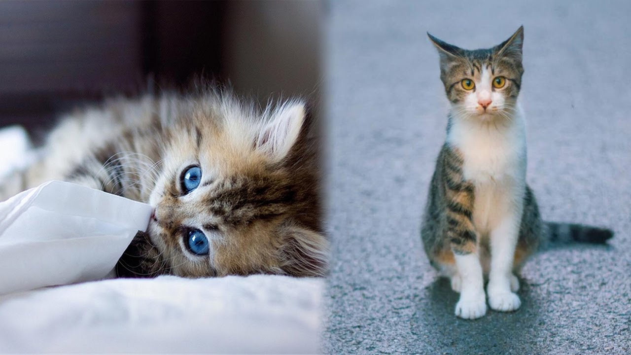 060 Funniest and cutest animals of the year!!! Funny and cute animal ...