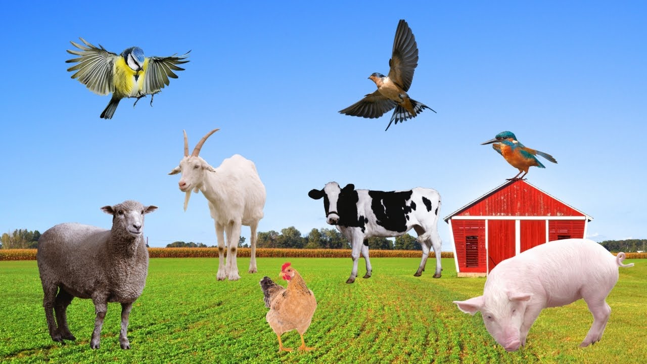 FARM ANIMALS: FARM ANIMALS SOUNDS - COW, PIG, CHICKEN, GOAT, SHEEP ...