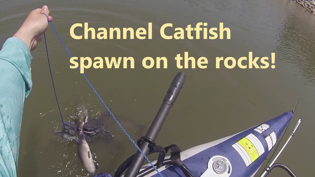 May channel catfish spawn on the rocks in the one man pontoon! Texas ...