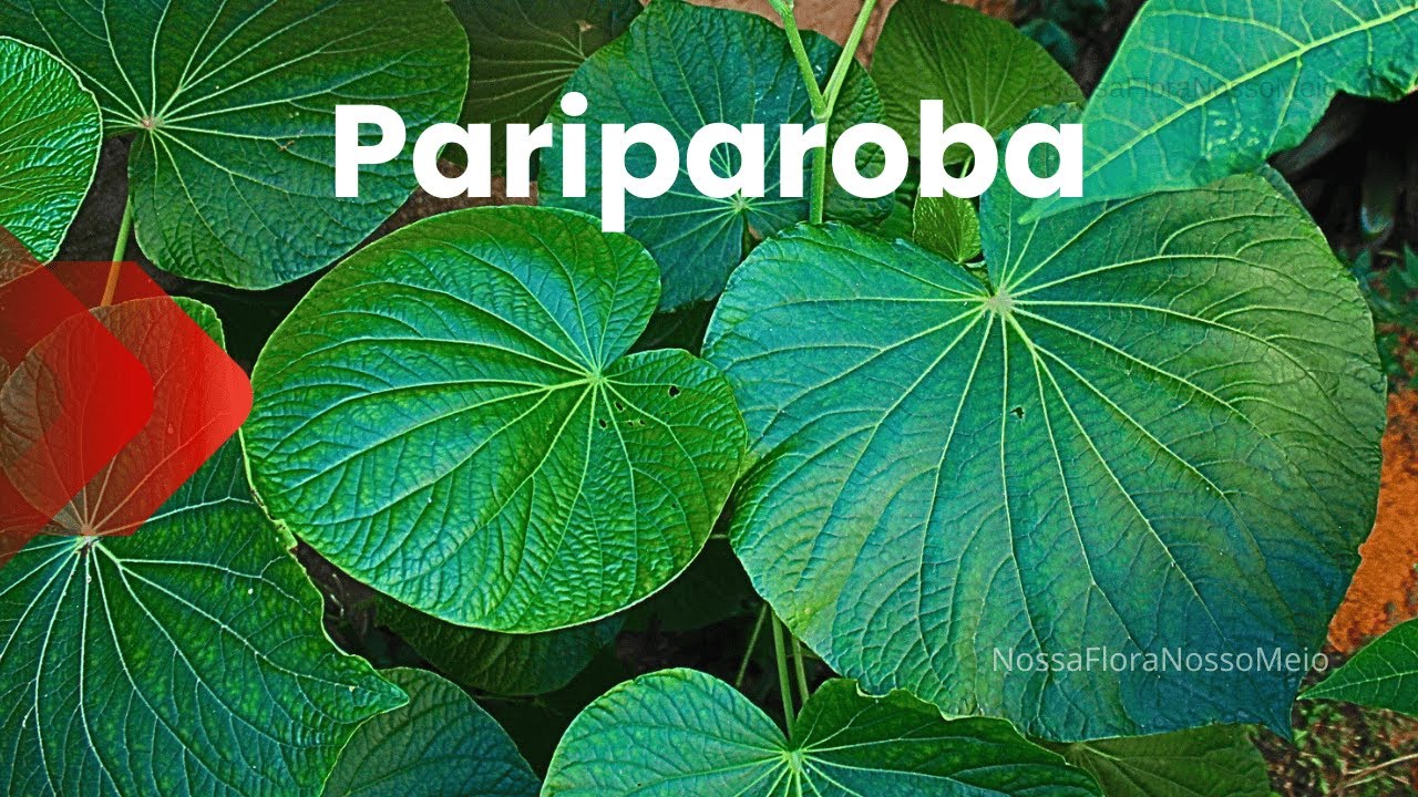 Pariparoba: usos e propriedades - YouTube