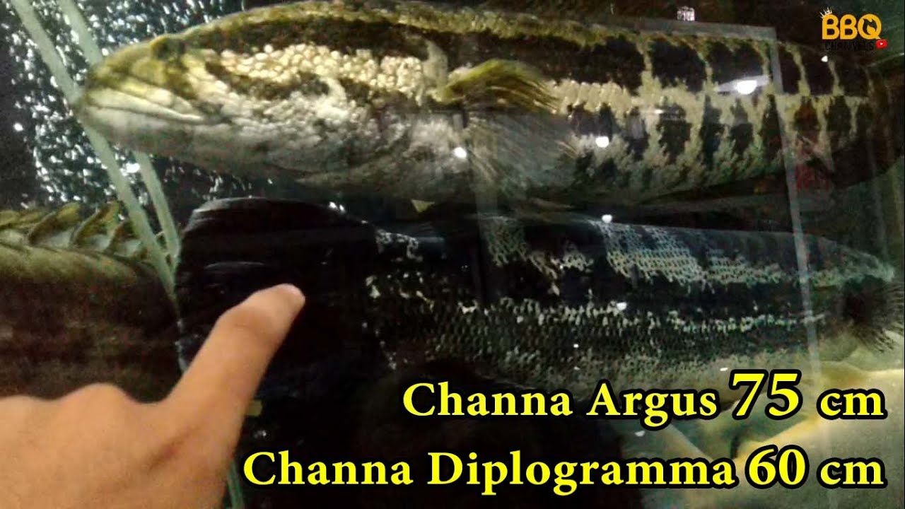 Moster Toman dan Argus Argus 75 cm harga Terjangkau - YouTube