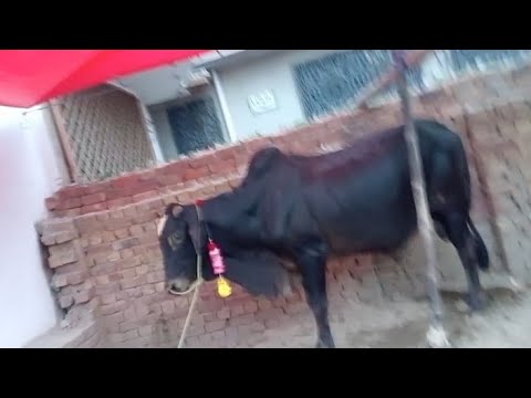 Qurbani ka Janwar ly Lia ️ Ma Sha Allah ️ | Akhir inko Qurban Hona Para ...