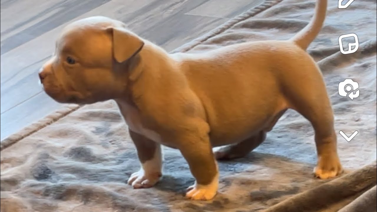 American bully bloodline & peds!!! Available Now‼️‼️ - YouTube