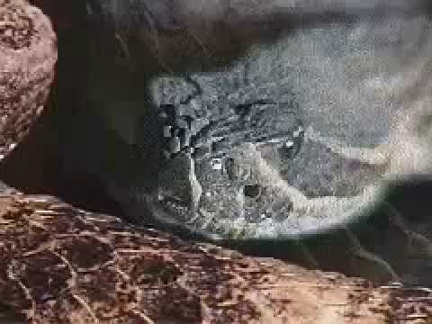 A Nightmare of Snakes - YouTube