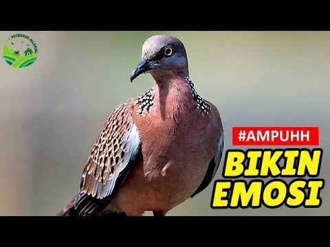 SUARA BURUNG DERKUKU DERUK TEKUKUR KUK 2 SANDUNGAN SUARA BURUNG - YouTube