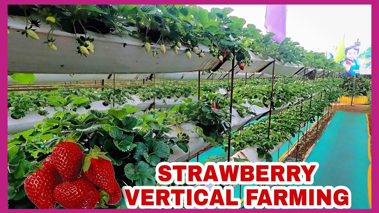 Organic Strawberry Vertical Farming • Mahabaleshwar Special Video • Day ...