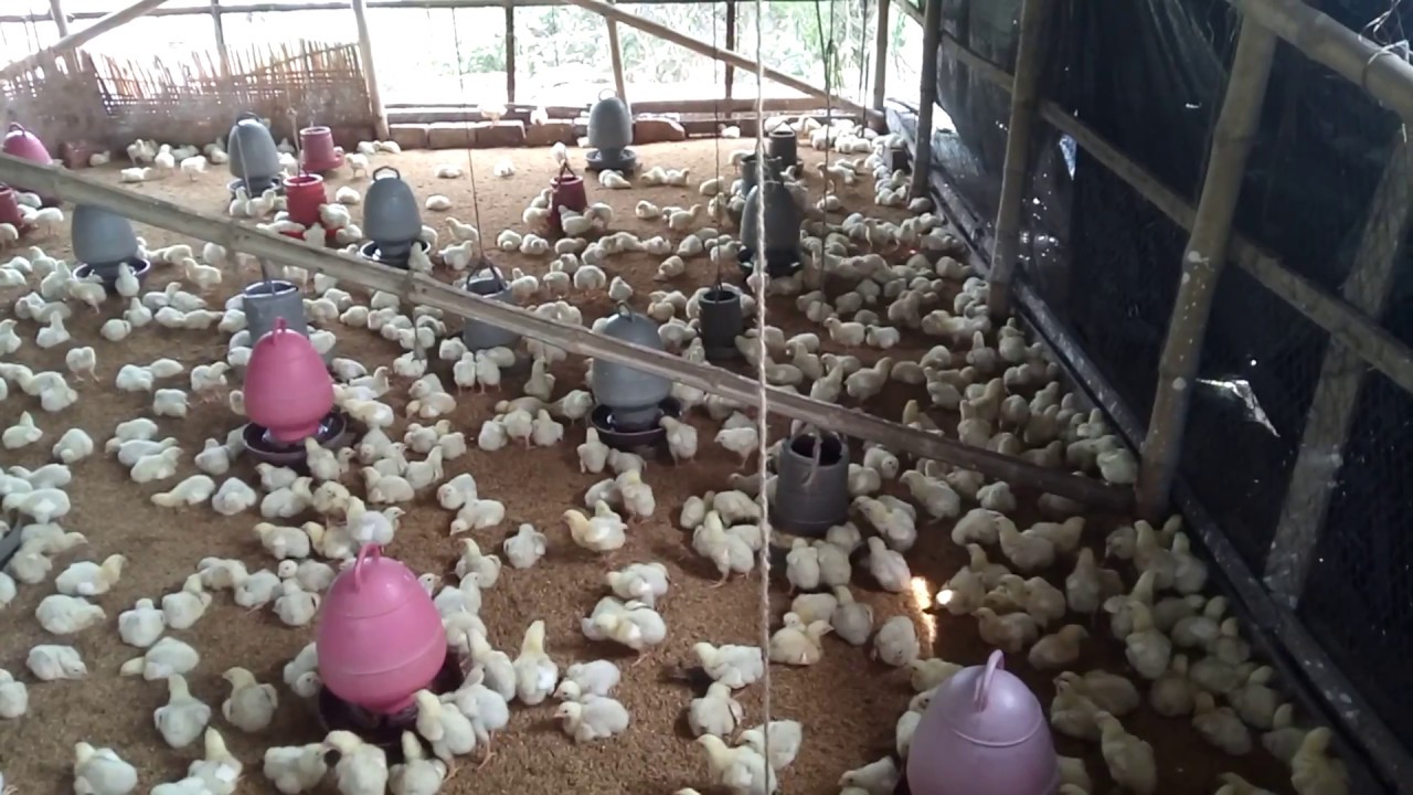A BEAUTIFUL BROILER CHICK'S FARM/HATCHERY. - YouTube