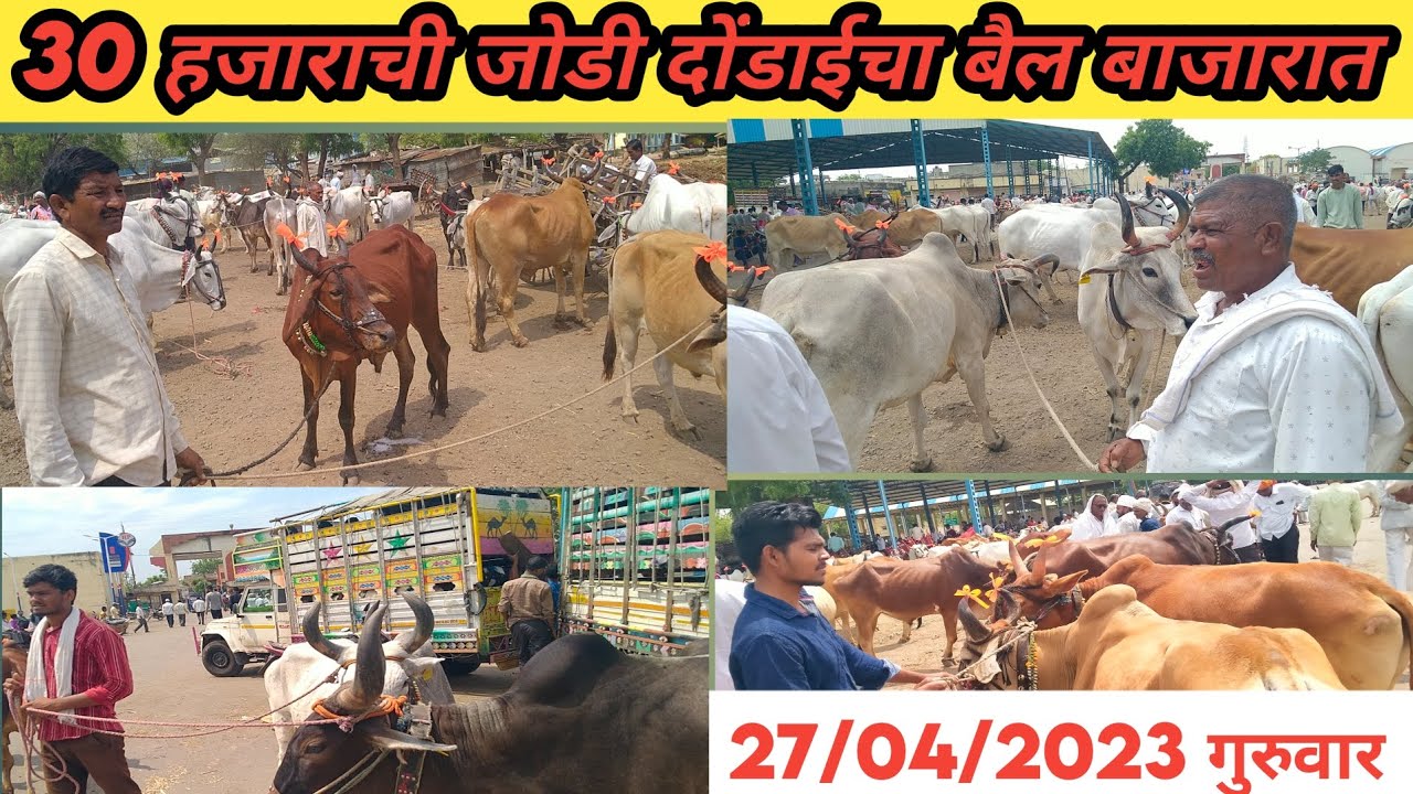 शेतकऱ्याचा बैल जोड्या दोंडाईचा बैल बाजारात !! कमी किमतीचा बैल जोडी # ...