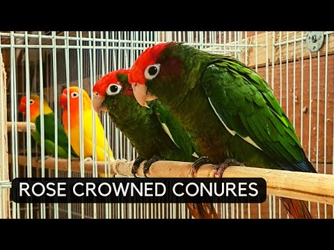 Rose Crowned Conures - YouTube