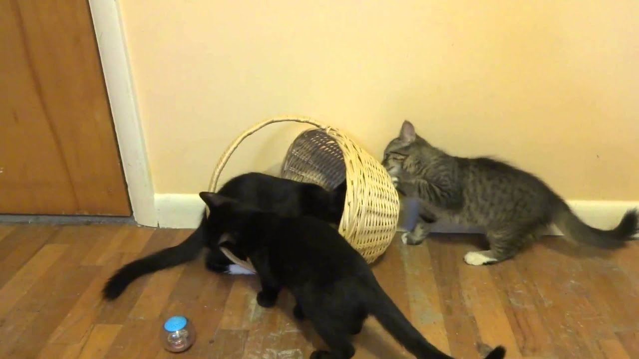 16 week old kittens - YouTube