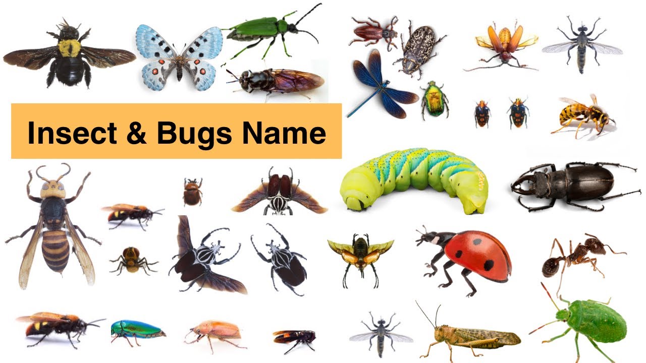 Insects Names | Insects & Bugs Vocabulary | About 80 Insects & Bugs ...