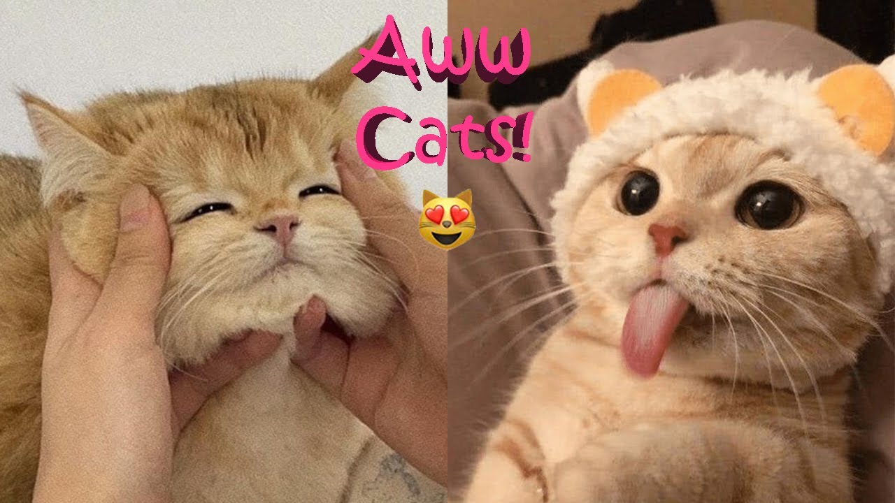 I say Cats, You say Aww😻😻😻Daily Cute Cats! Cute Cats Moments #8 - YouTube