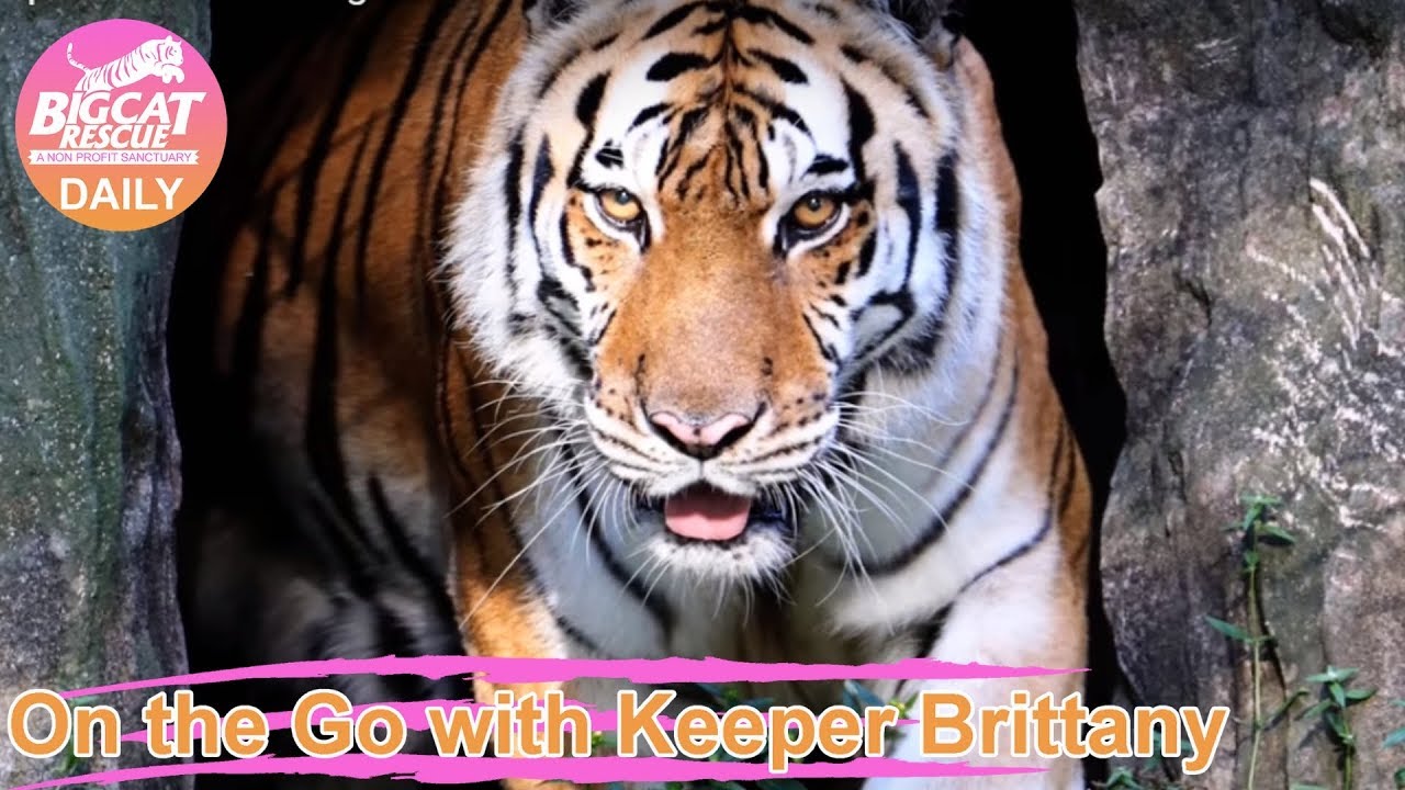 GoPro: Operant with Kali Tiger - YouTube