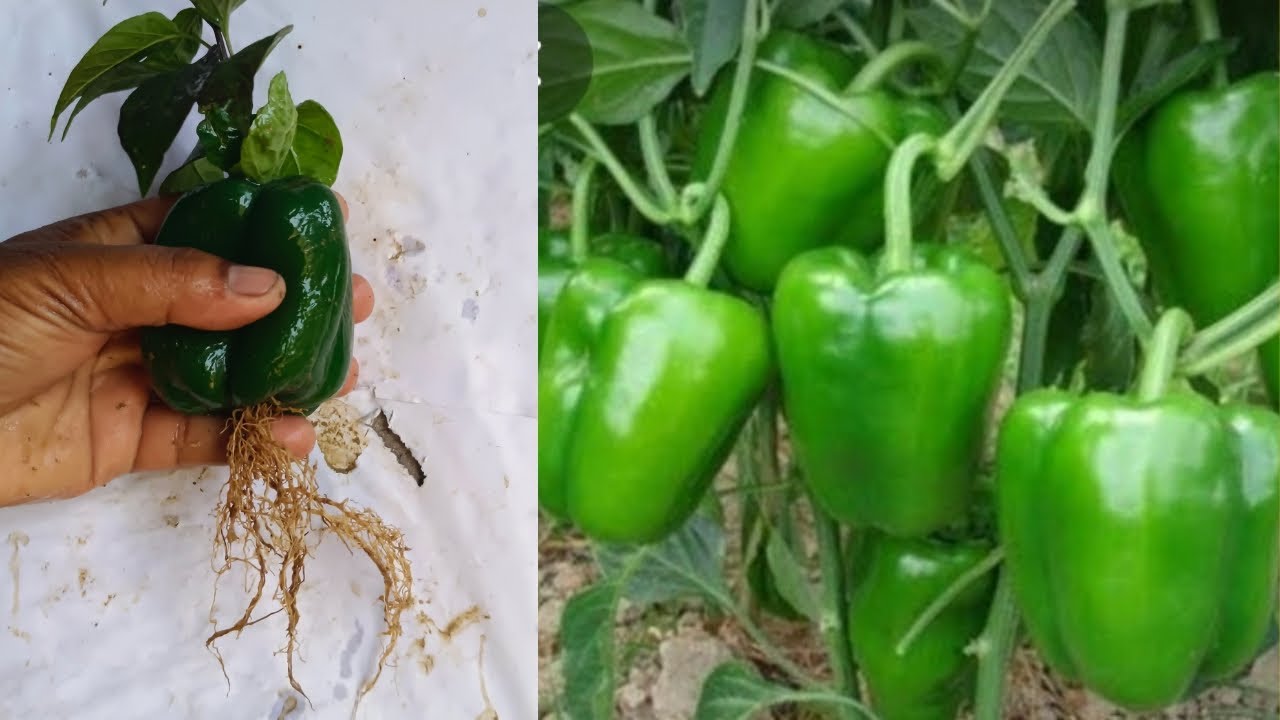 How to grow capsicum at hom supar plants - YouTube