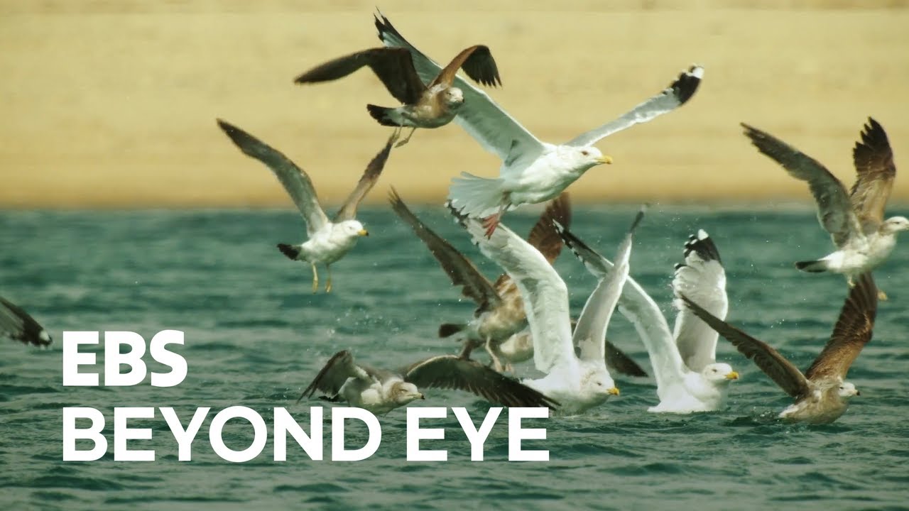 The Flight of Seagulls above the Blue Sea - YouTube