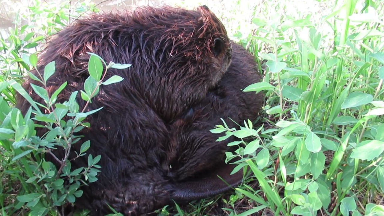 INCREDIBLE and RARE close-up footage of TWO BEAVERS having an intimate ...