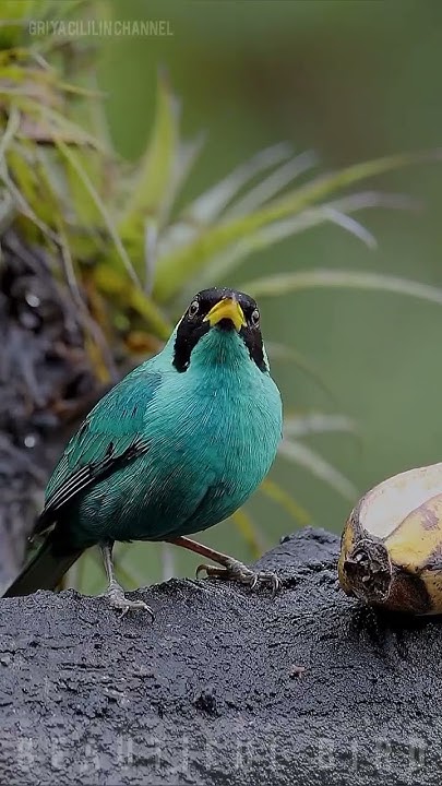 beautiful bird part 3 #shorts #birdlovers #birdsounds - YouTube
