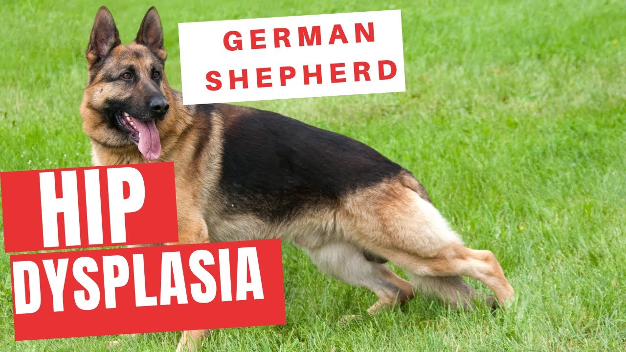 Hip Dysplasia In German Shepherds Ask The Vet: 18 Most Helpful
