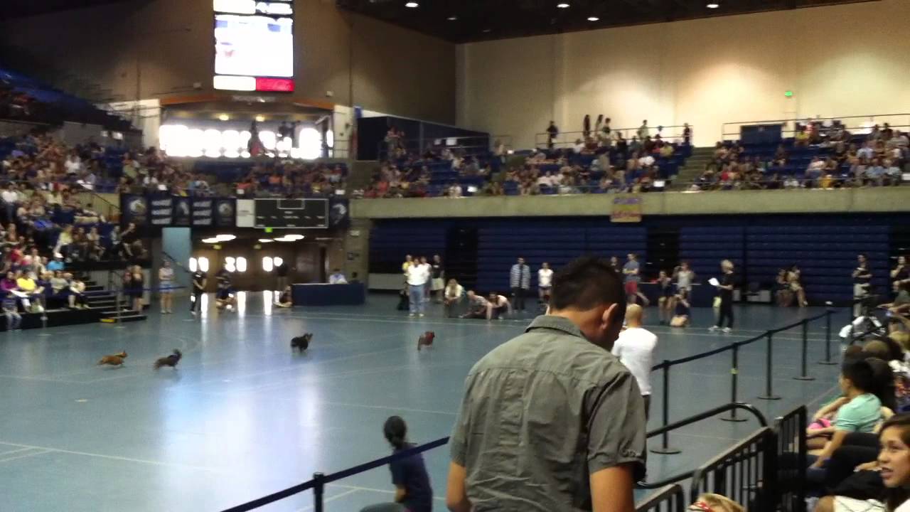 Doxie Derby UC Davis 2013 part 14 - YouTube