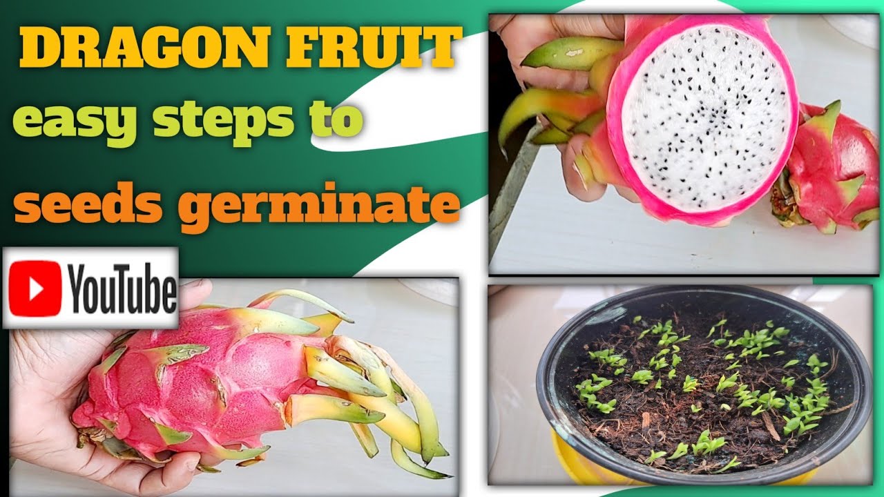 DRAGON FRUIT || EASY STEPS TO SEEDS GERMINATION || - YouTube
