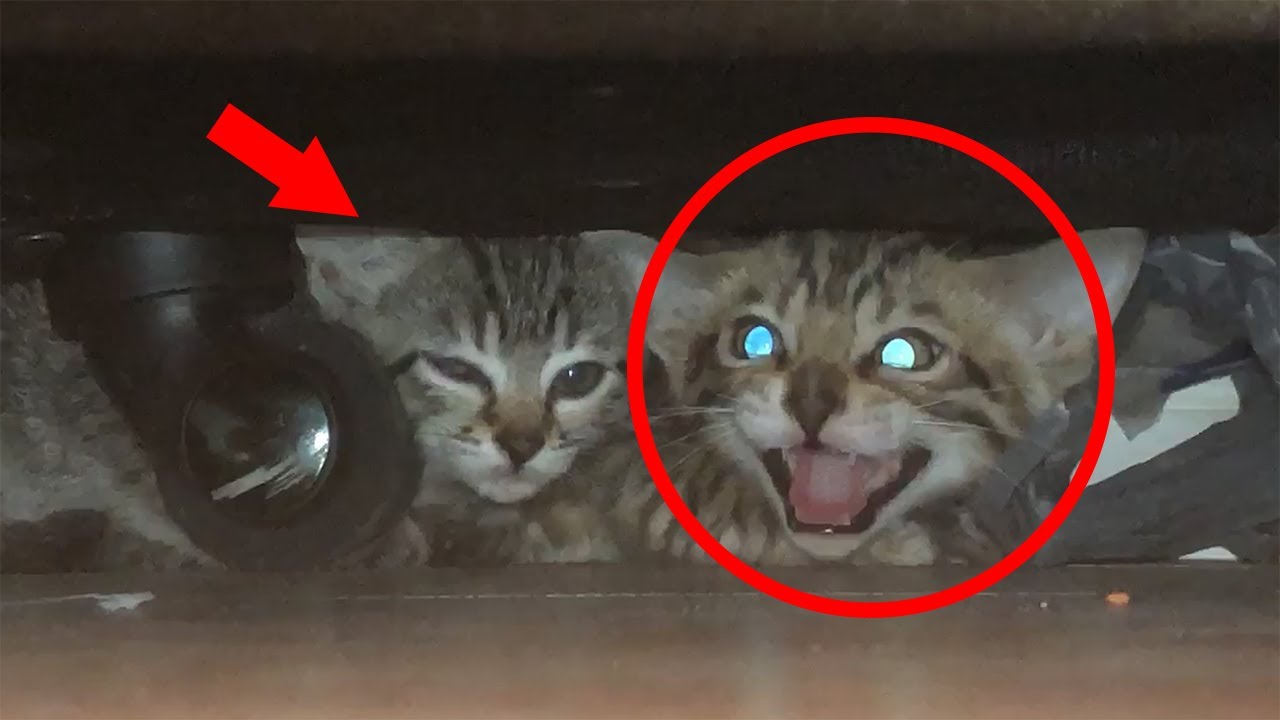 Kittens hissing at human! - YouTube