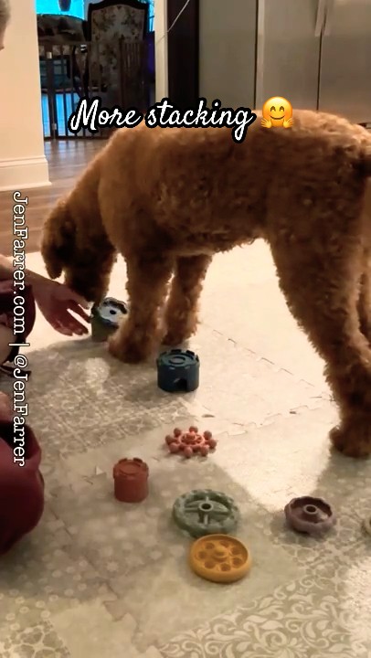 My Dog Stacking Blocks 🤗 She Loves Doing This! - YouTube