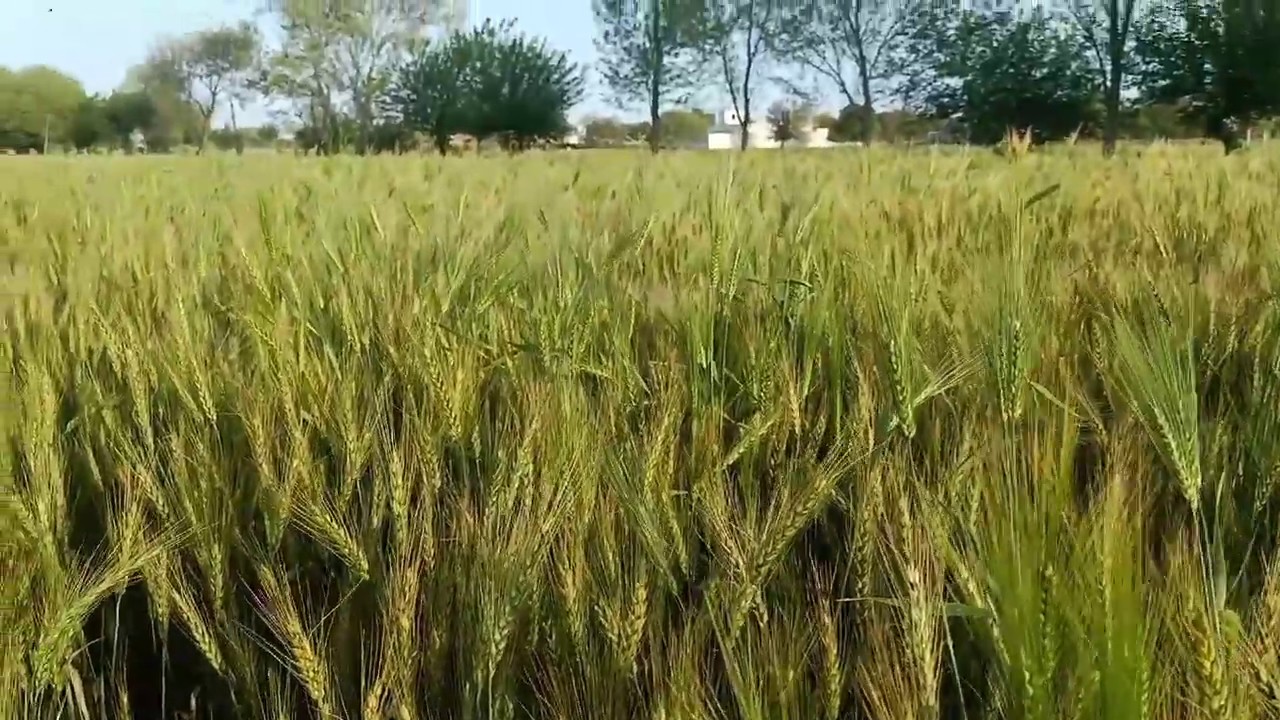 Agriculture Farm in Punjab || Crops of Wheat - YouTube