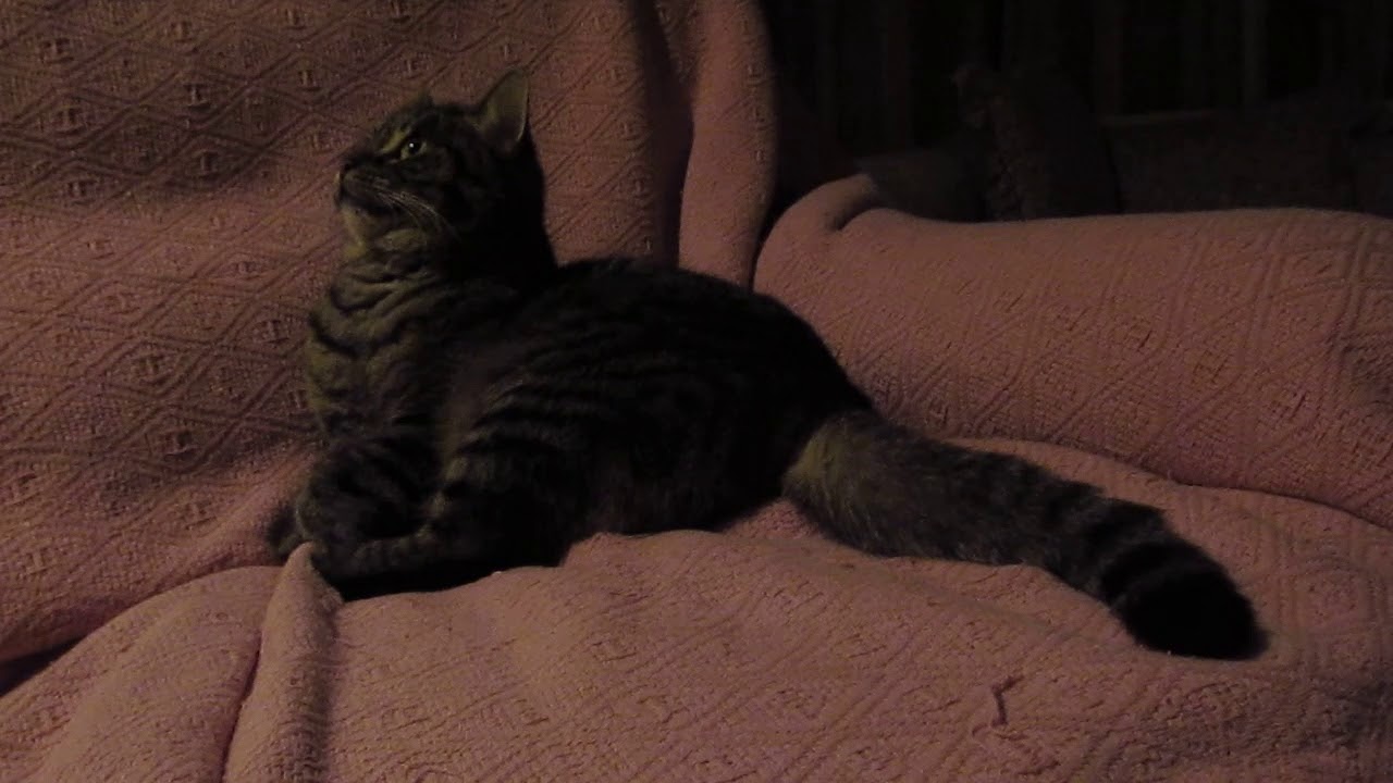 Orchestra conducting cat - YouTube