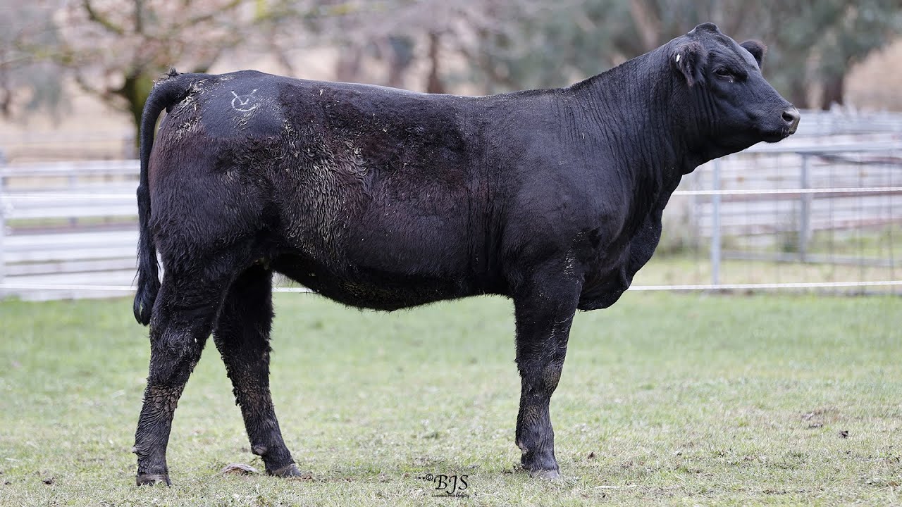 Lot 23 ZMJPU047 VC Simmentals Spring Bull & Female Sale 2024 - YouTube