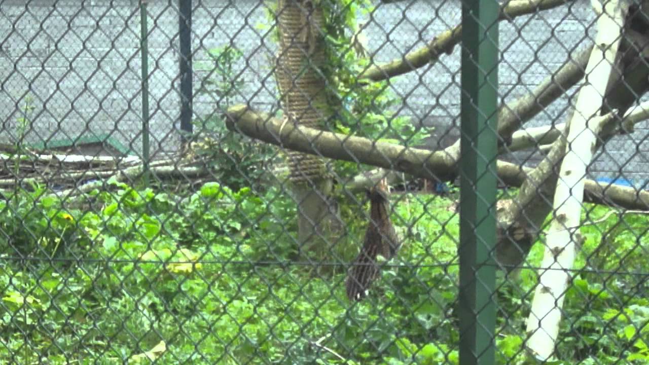 Ocelot Decapitating and Eating Dead Bird for Lunch - YouTube