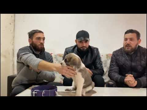 Çoban itleri hakkında danişdik.kim.hansi itbazi kanalımızda görmek istiyir yorumda yazsin