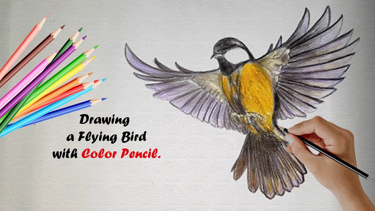 Creating a Captivating Bird: Step-by-Step Colored Pencil Guide - YouTube