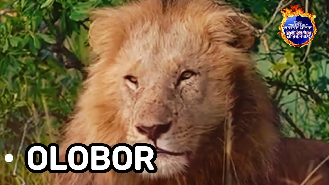 OLOBOR - RIP - Lion King of Mara | Tribute - YouTube