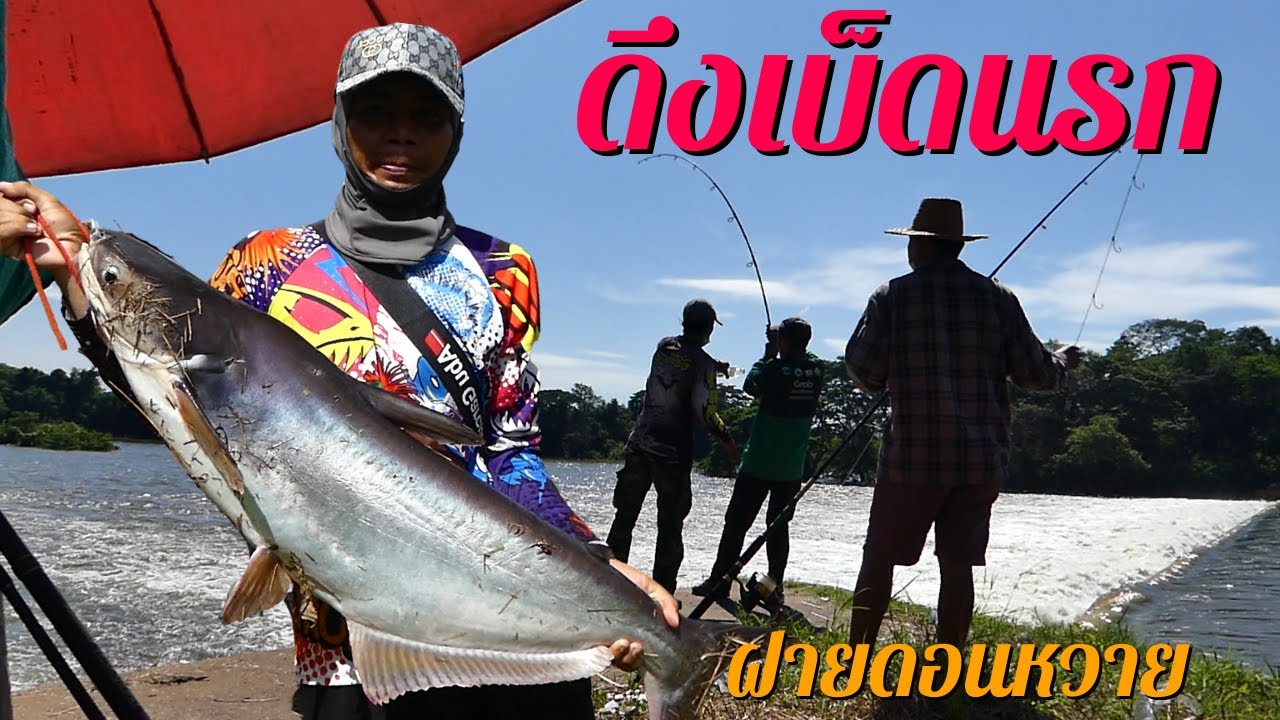 ได้แต่ตัวใหญ่ ดึงเบ็ดนรก (เบ็ดกระชาก) ฝายดอนหวายลำน้ำพอง Fishing for ...