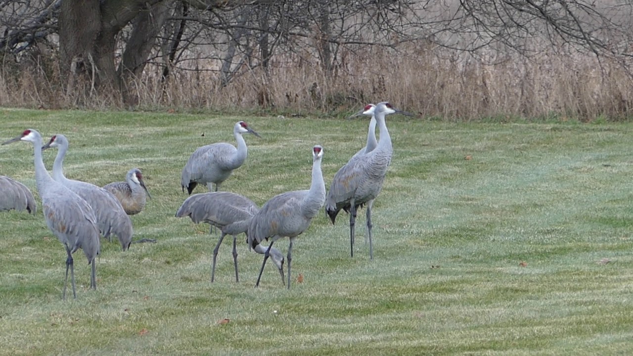 Michigan Sandhill Cranes - YouTube