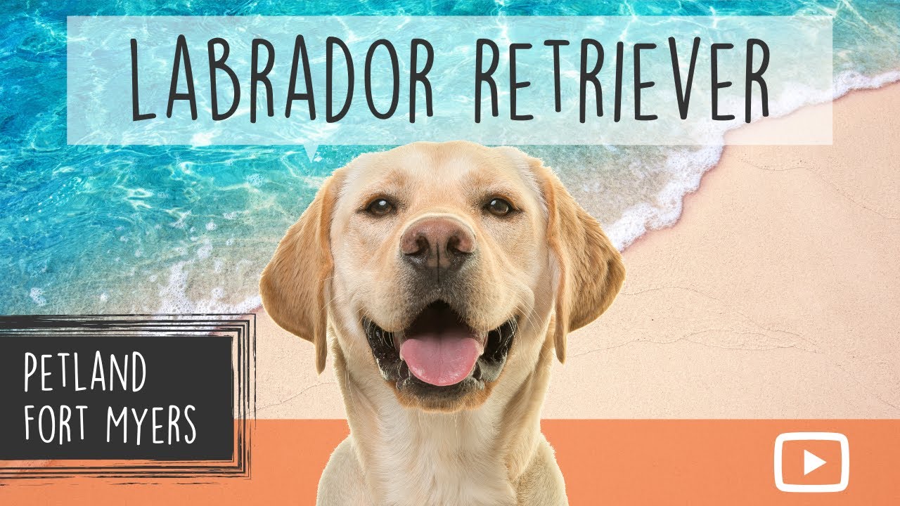 Labrador Retriever Breed Info 101 - YouTube