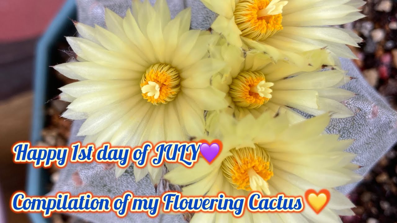 Hello Birth Month🤩Compilation of My Beautiful Flowering Cactus|1st Day ...