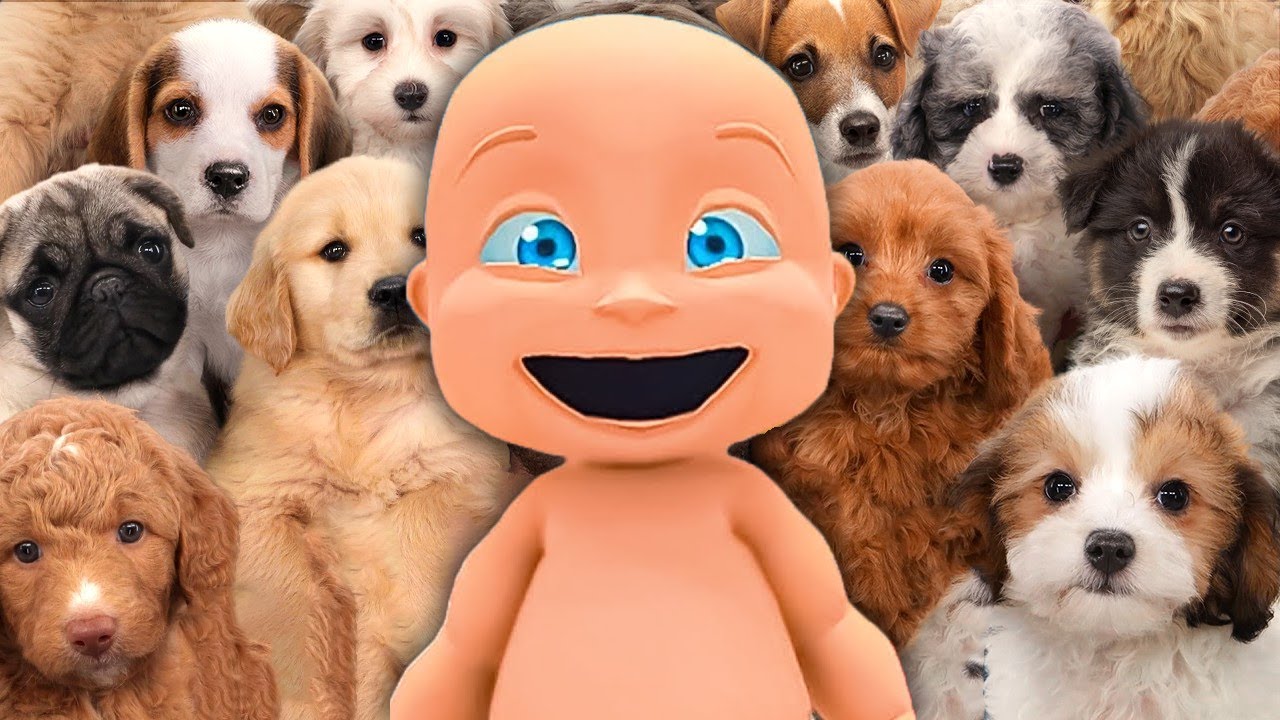 Baby Rescues 100 Abandoned DOGS! - YouTube