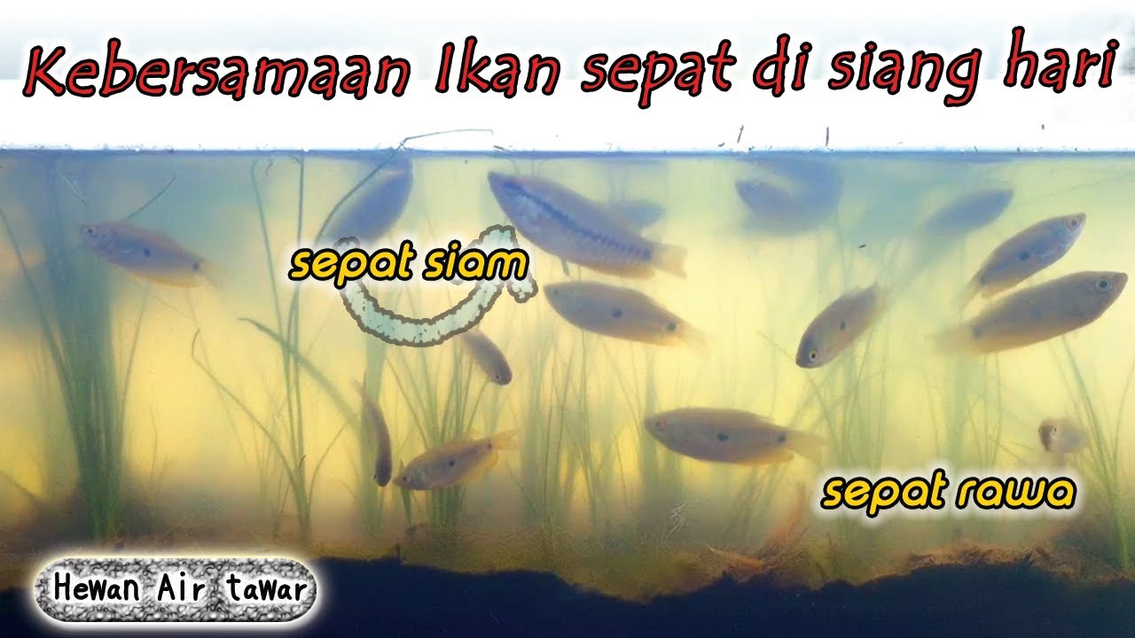 KEHIDUPAN IKAN SEPAT SIAM & SEPAT RAWA SIANG HARI - YouTube