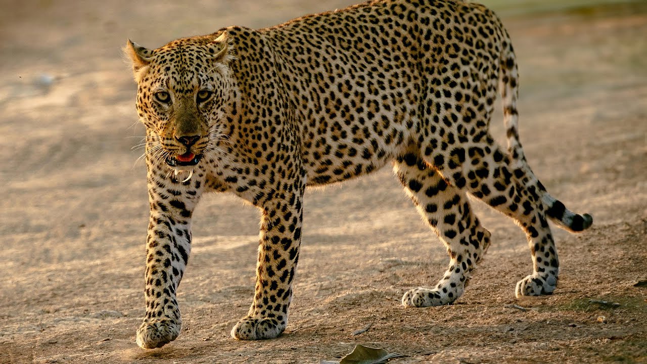 Cheetahs: Blood Bonds and Survival in the Africa - YouTube