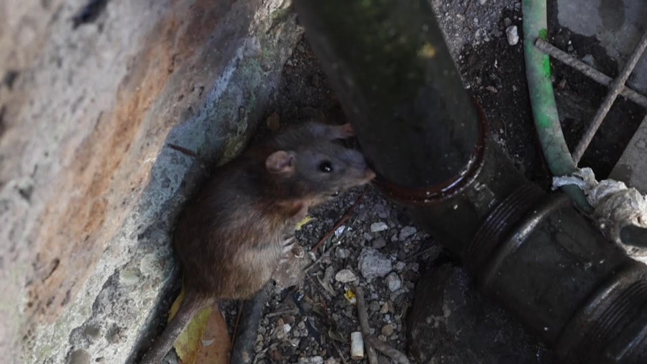 Officials Try to Curb Rat Problem at Famed Colosseum in Rome - YouTube