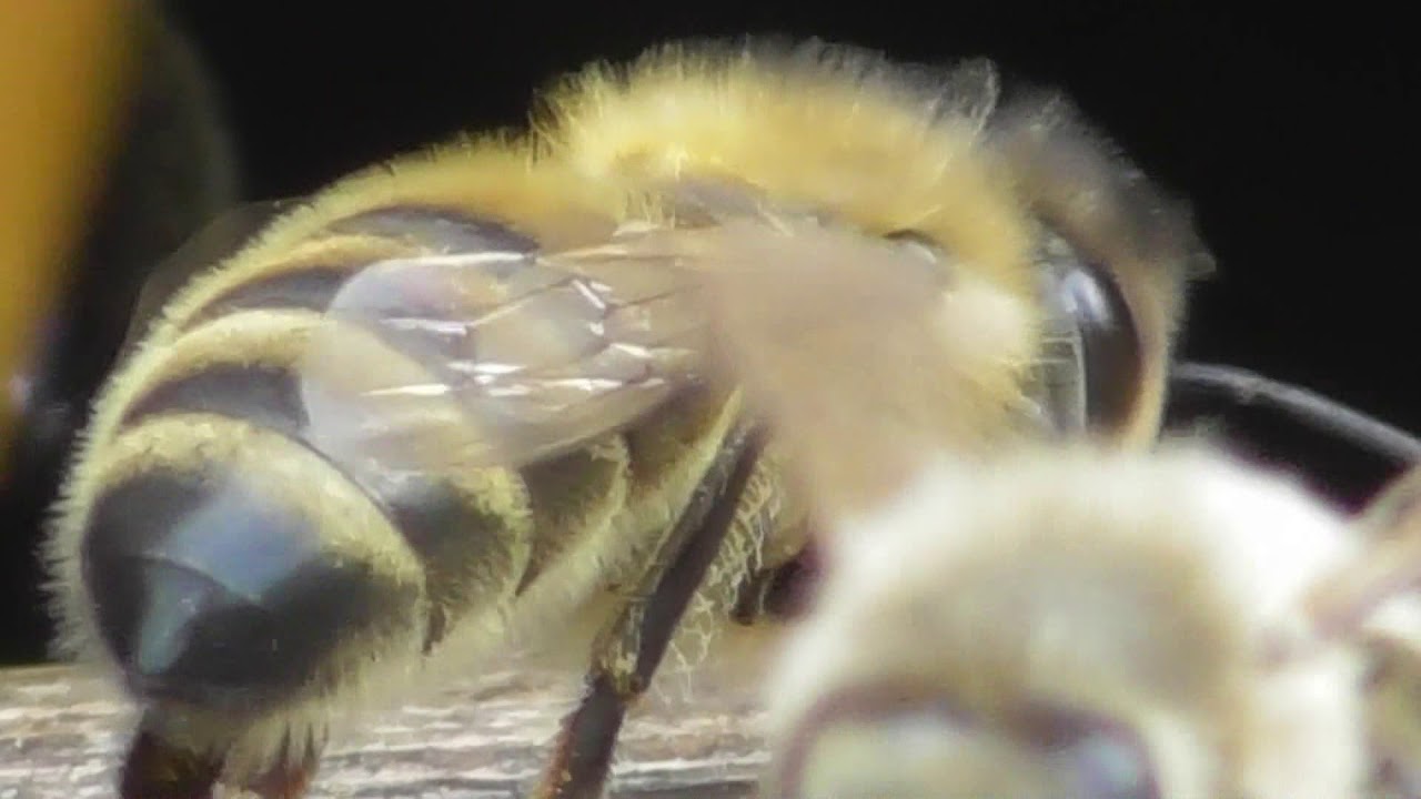 Creepy Bees - YouTube