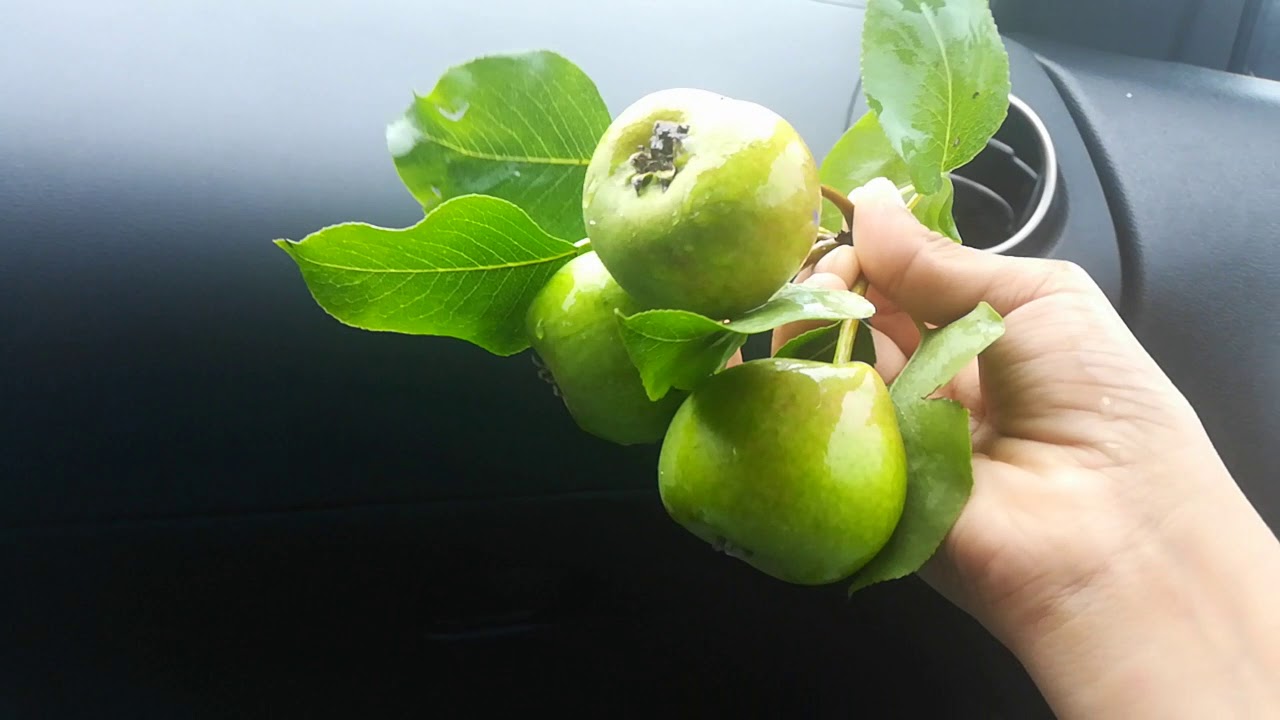 fresh fruit of spain - YouTube