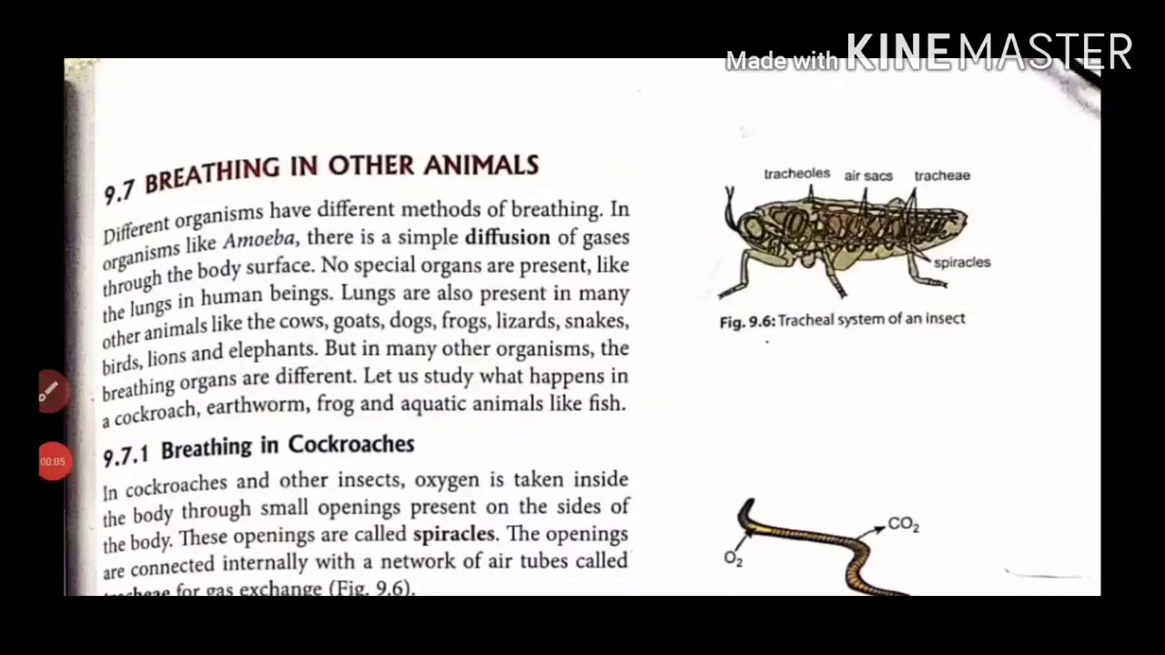 Class-7 Science Ch-9 Breathing in different animals - YouTube