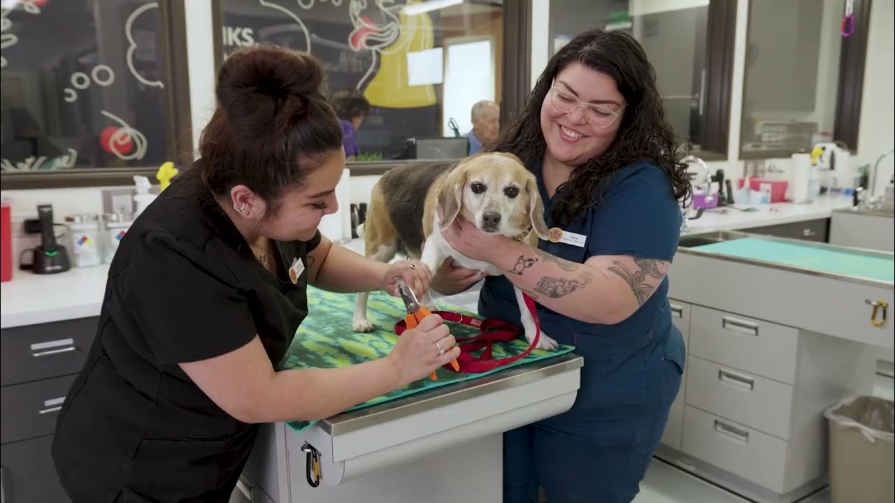 Revel Vet Intro - YouTube