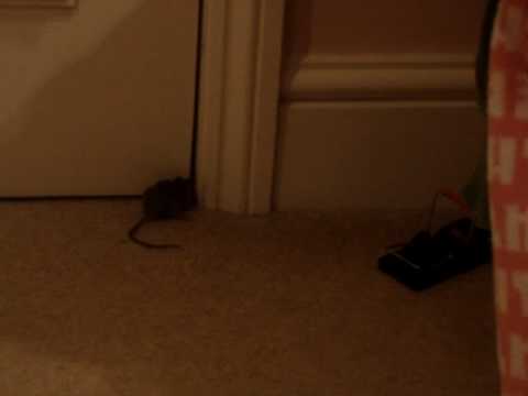 Mouse eating carpet - YouTube